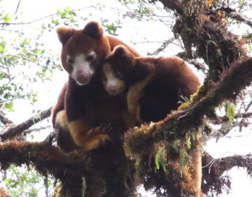 Tree-kangaroo – Global Road Map